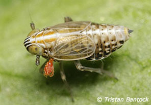 Introduction to the Auchenorrhyncha